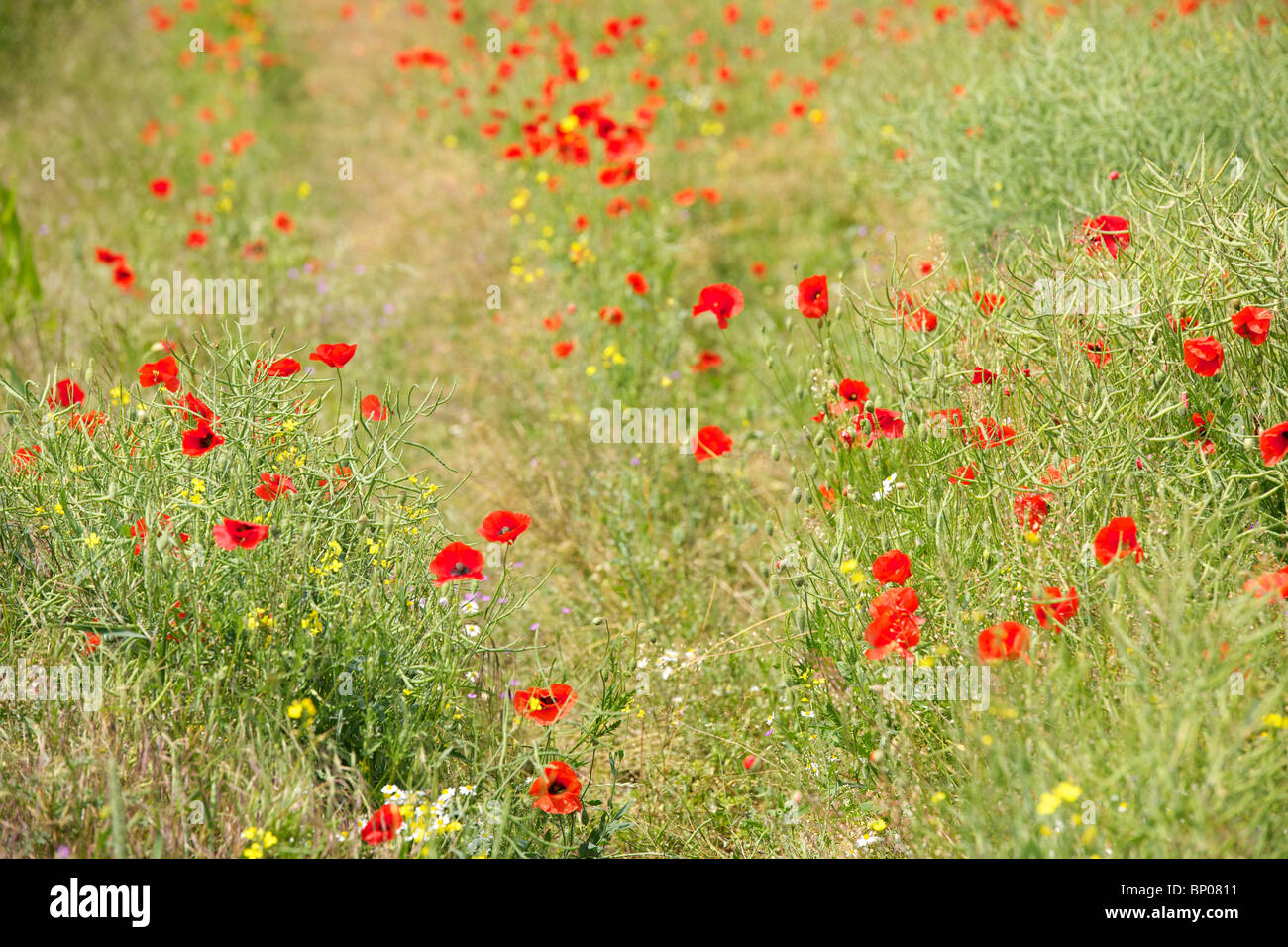 Red poppy field hi-res stock photography and images - Alamy