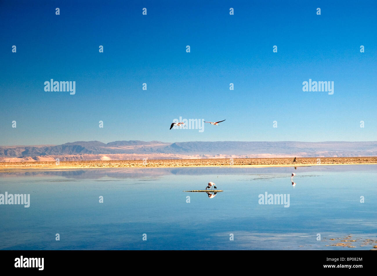Flamingos in flight over the Laguna de Chaxa, Soncor Sector, Atacama ...