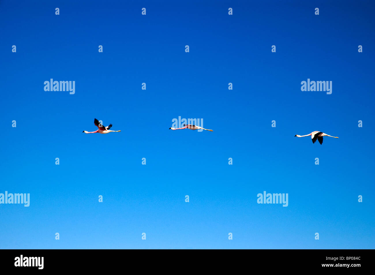 Flamingos in flight over the Laguna de Chaxa, Soncor Sector, Atacama ...
