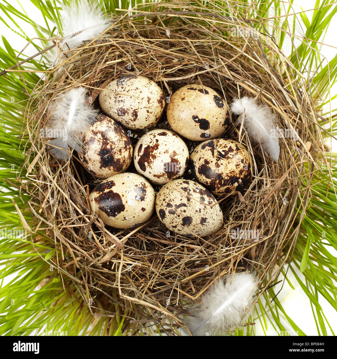 egg in a real nest Stock Photo - Alamy