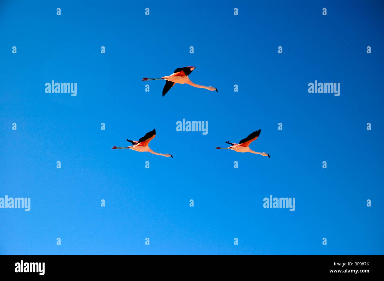 Flamingos in flight over the Laguna de Chaxa, Soncor Sector, Atacama ...