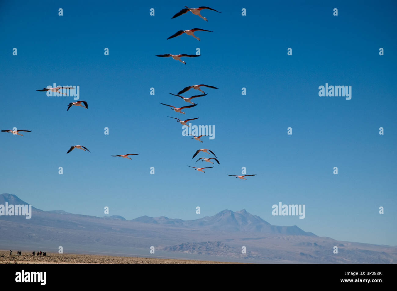Flamingos in flight over the Laguna de Chaxa, Soncor Sector, Atacama ...