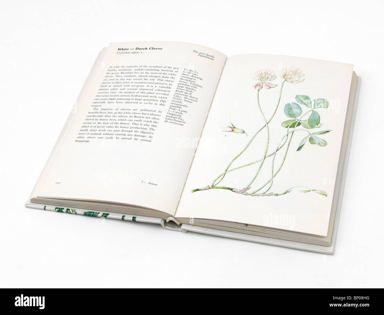 A flower book pages showing White Dutch Clover Stock Photo - Alamy