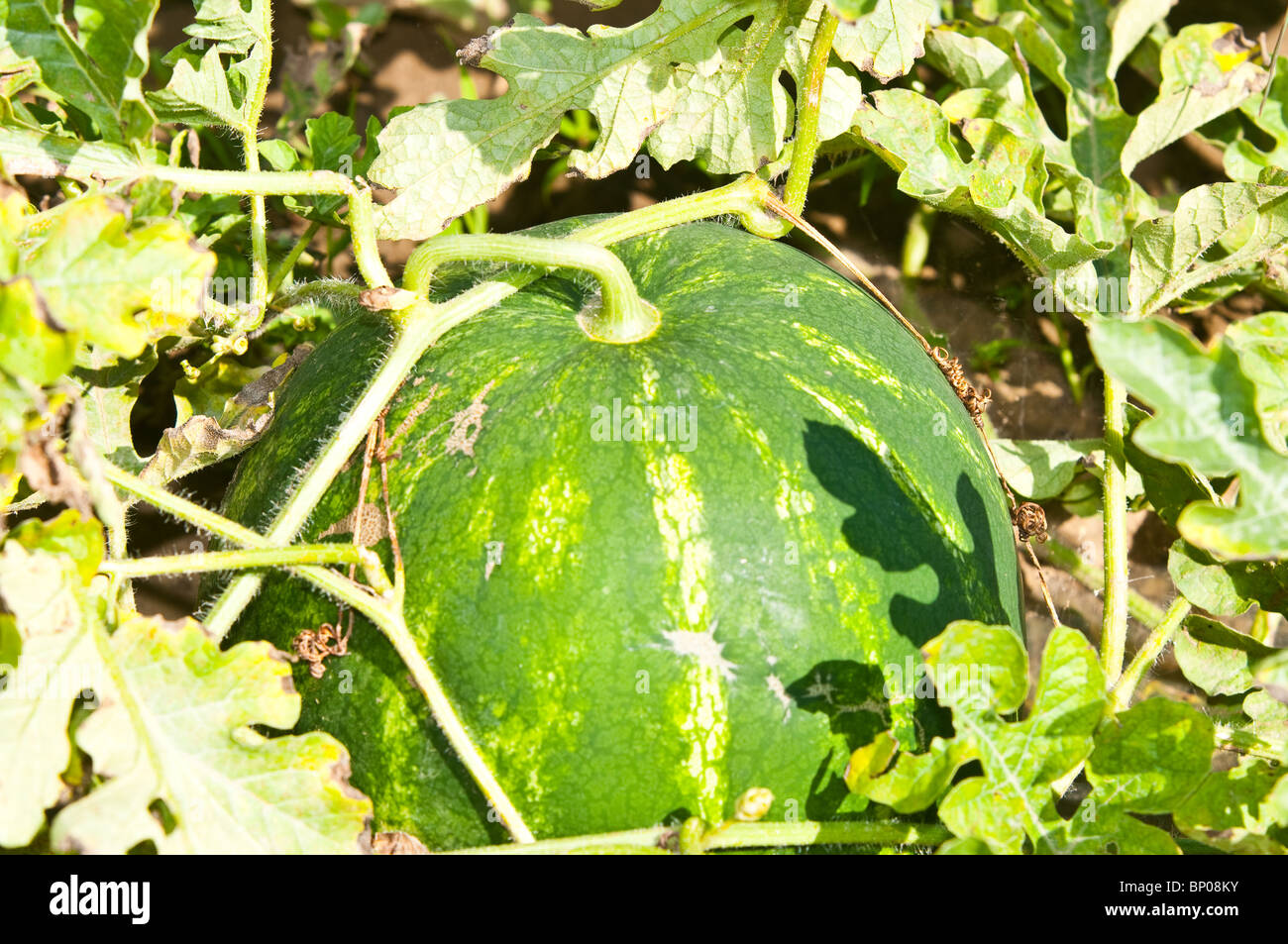 Watermelon plant hi-res stock photography and images - Alamy