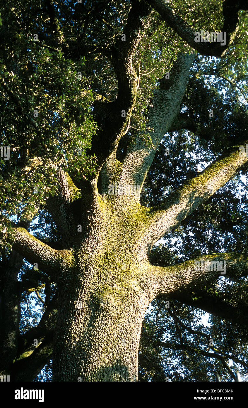 Old pedunculate oak hi-res stock photography and images - Alamy