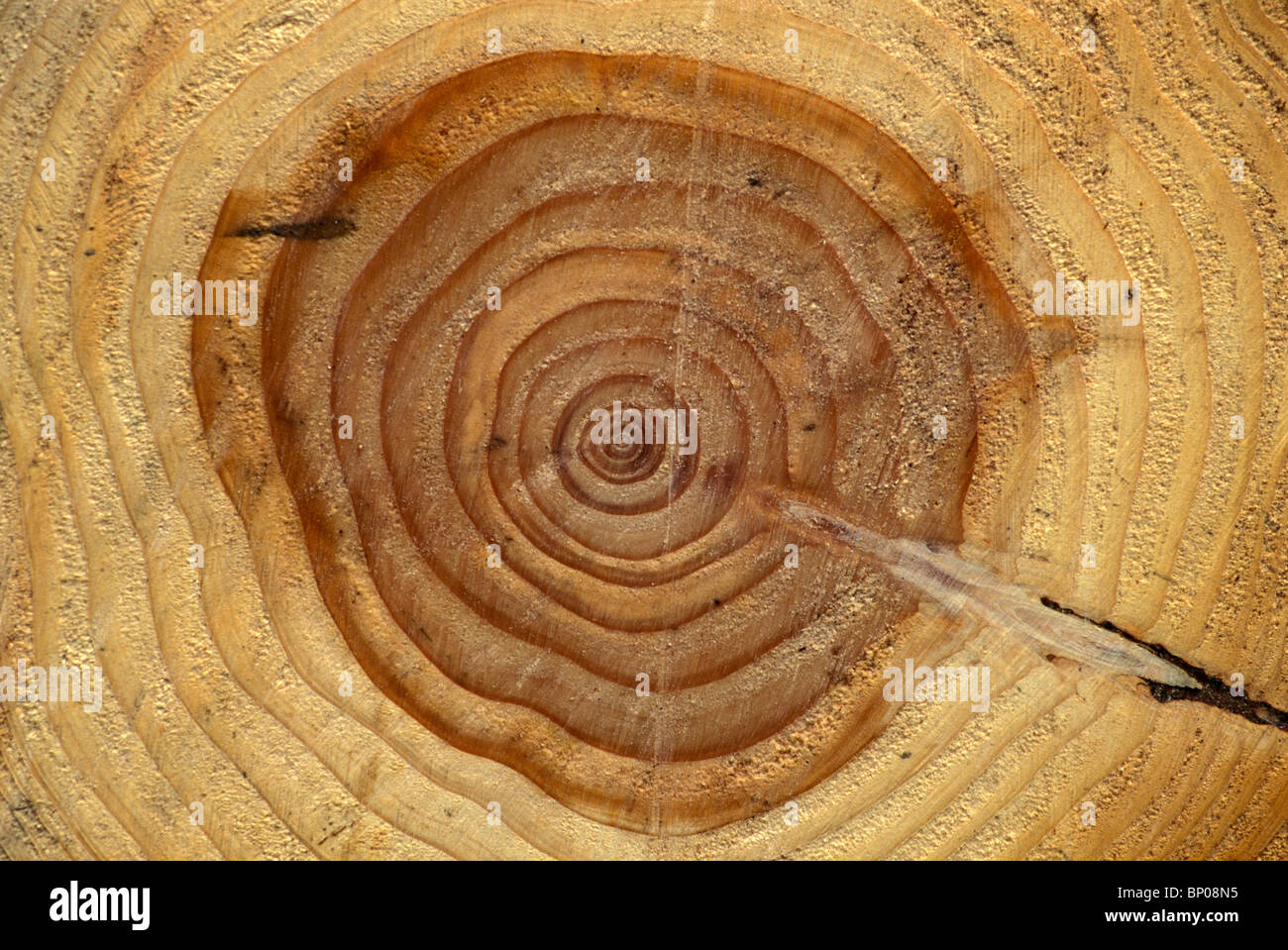 Maritime pine ring Stock Photo - Alamy