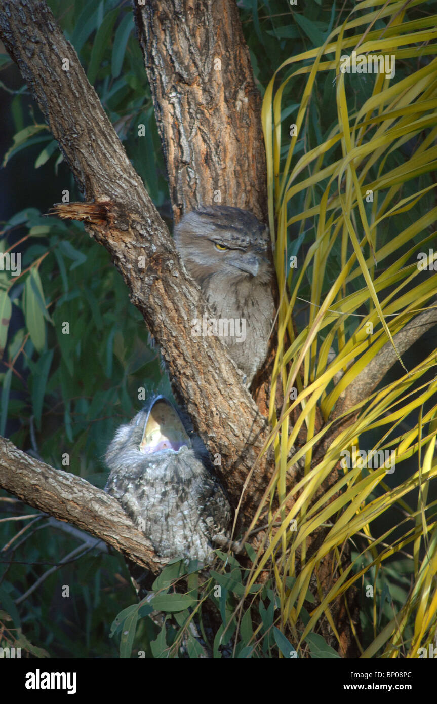 A pair of Tawny Frog Mouth Owls (1 Male and 1 Female) in a Gum Tree ...