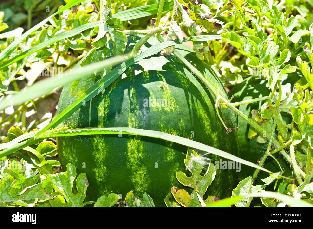 Watermelon field hi-res stock photography and images - Alamy