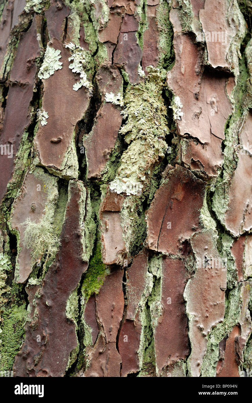 Maritime pine bark, lichen Stock Photo - Alamy