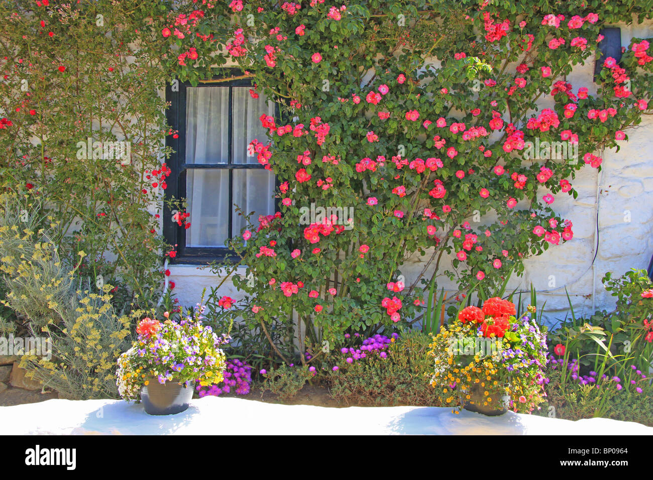 Roses round the window Sark Stock Photo - Alamy