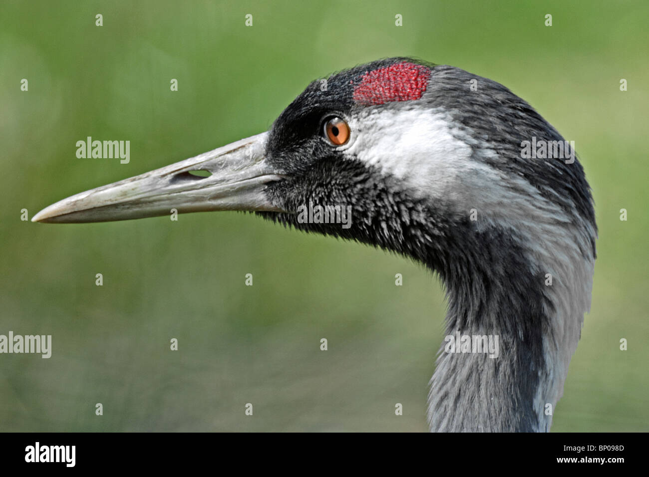European crane hi-res stock photography and images - Alamy
