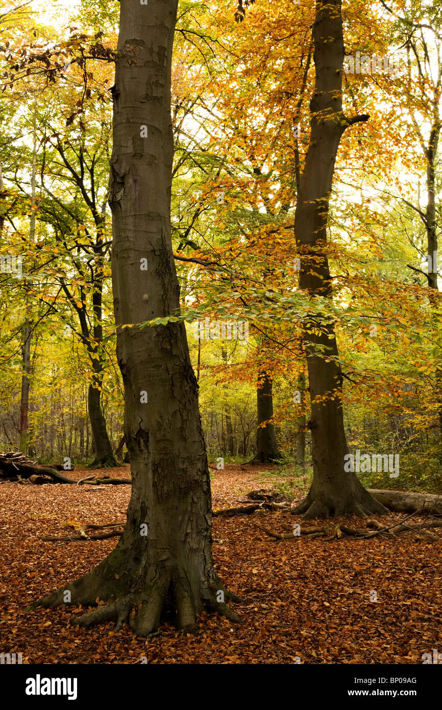 nice multi color autumn forest with yellow green and brown color leaf ...