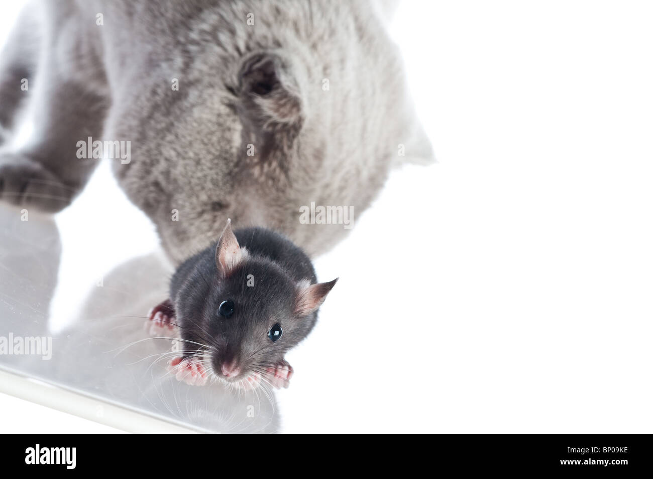 Cat and mouse play Stock Photo - Alamy
