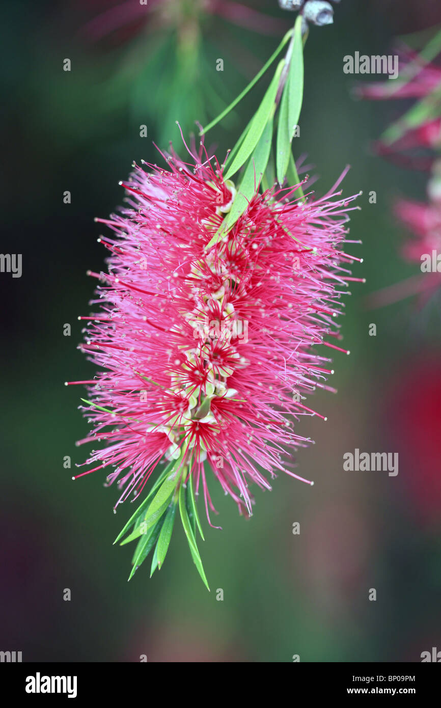 closeup of a bottle brush (Callistemon) flower Stock Photo - Alamy