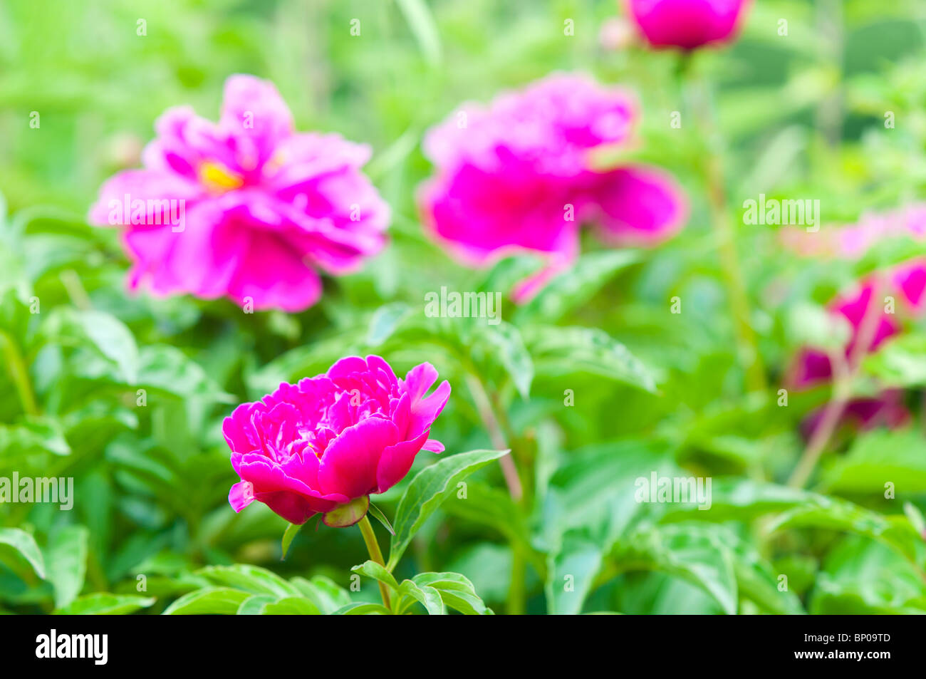 early summer flowering geranium/ macro Stock Photo - Alamy