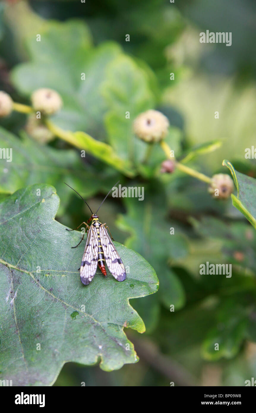 female scorpion fly resting on an oak leaf with immature acorns Stock ...
