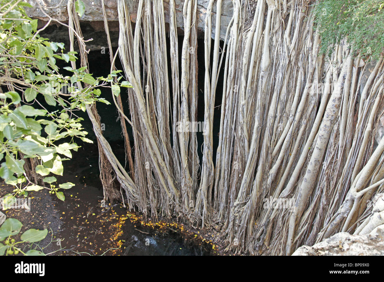 Long Banyan (fig, ficus) tree roots reaching down to drink water from a ...