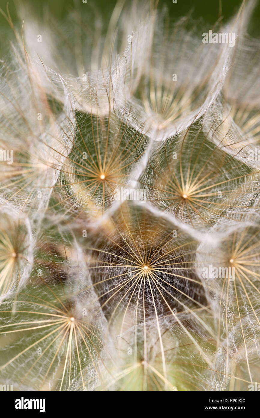 Goats beard weed hi-res stock photography and images - Alamy