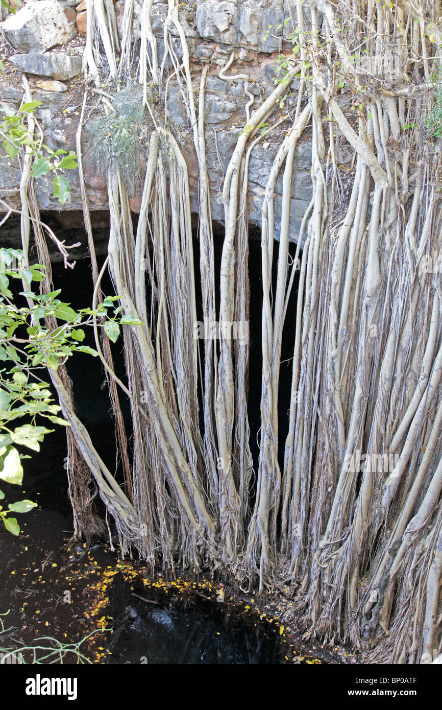 Long Banyan (fig, ficus) tree roots reaching down to drink water from a ...