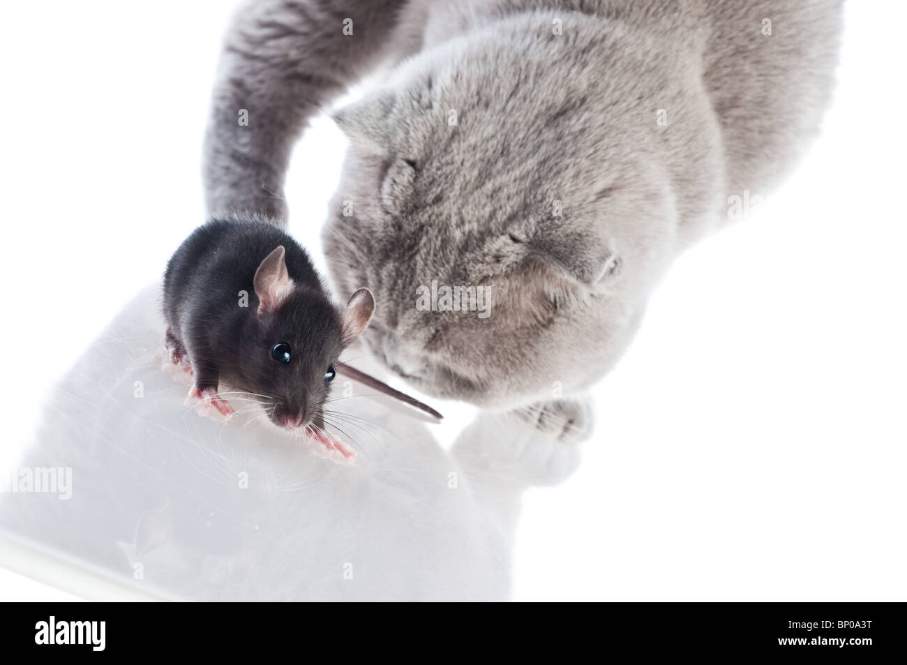 Cat and mouse play Stock Photo - Alamy