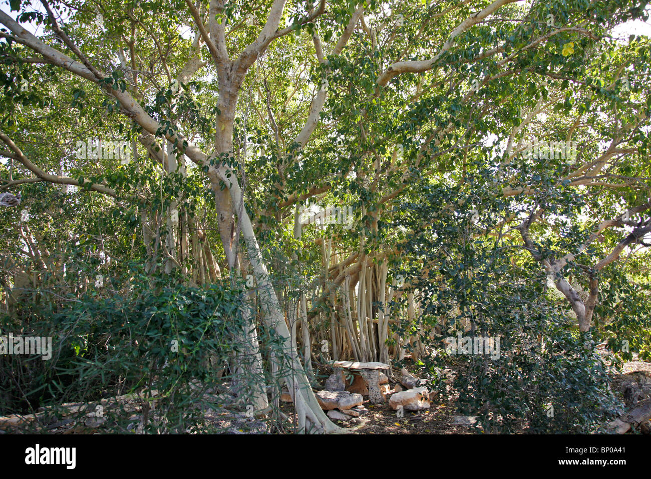 Large (introduced) Banyan (fig, ficus) tree with picnic table ...