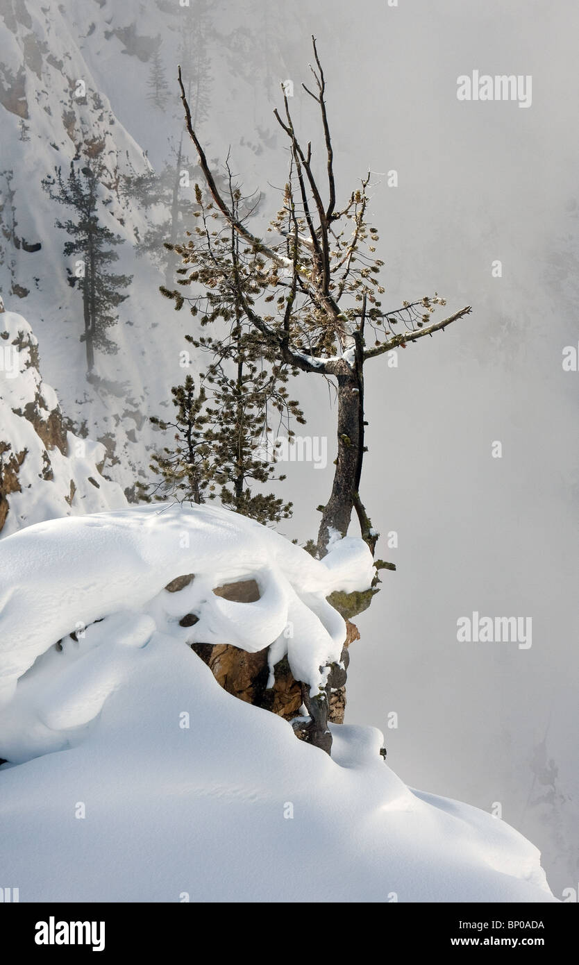 Tree growing on rocky outcrop Stock Photo - Alamy