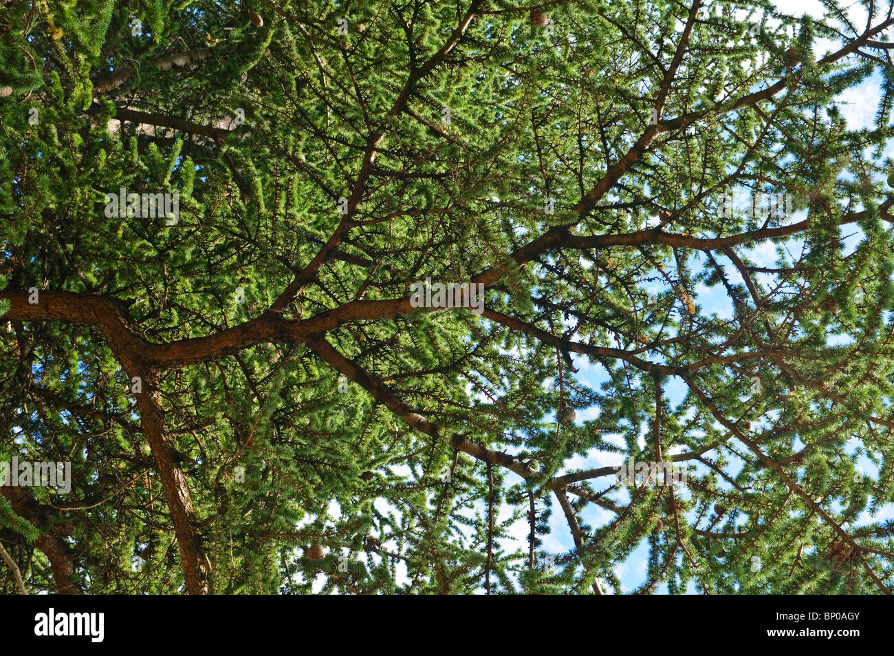 Evergreen tree hi-res stock photography and images - Alamy