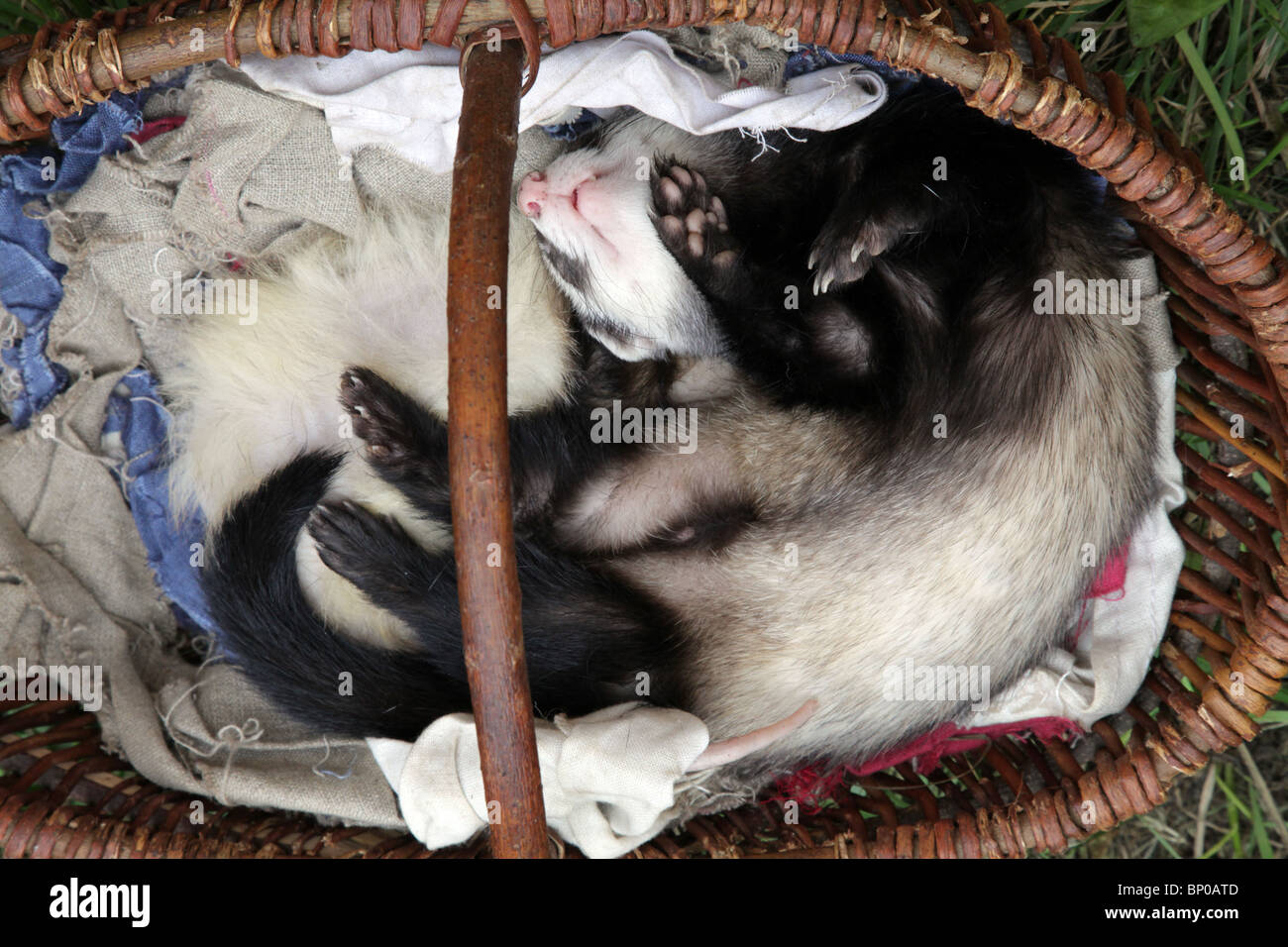 Curled claws hi-res stock photography and images - Alamy