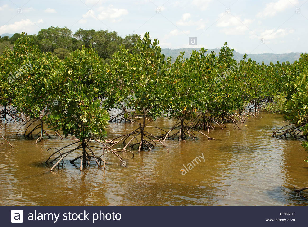 Mangrove Trees Indonesia Stock Photos & Mangrove Trees Indonesia Stock ...