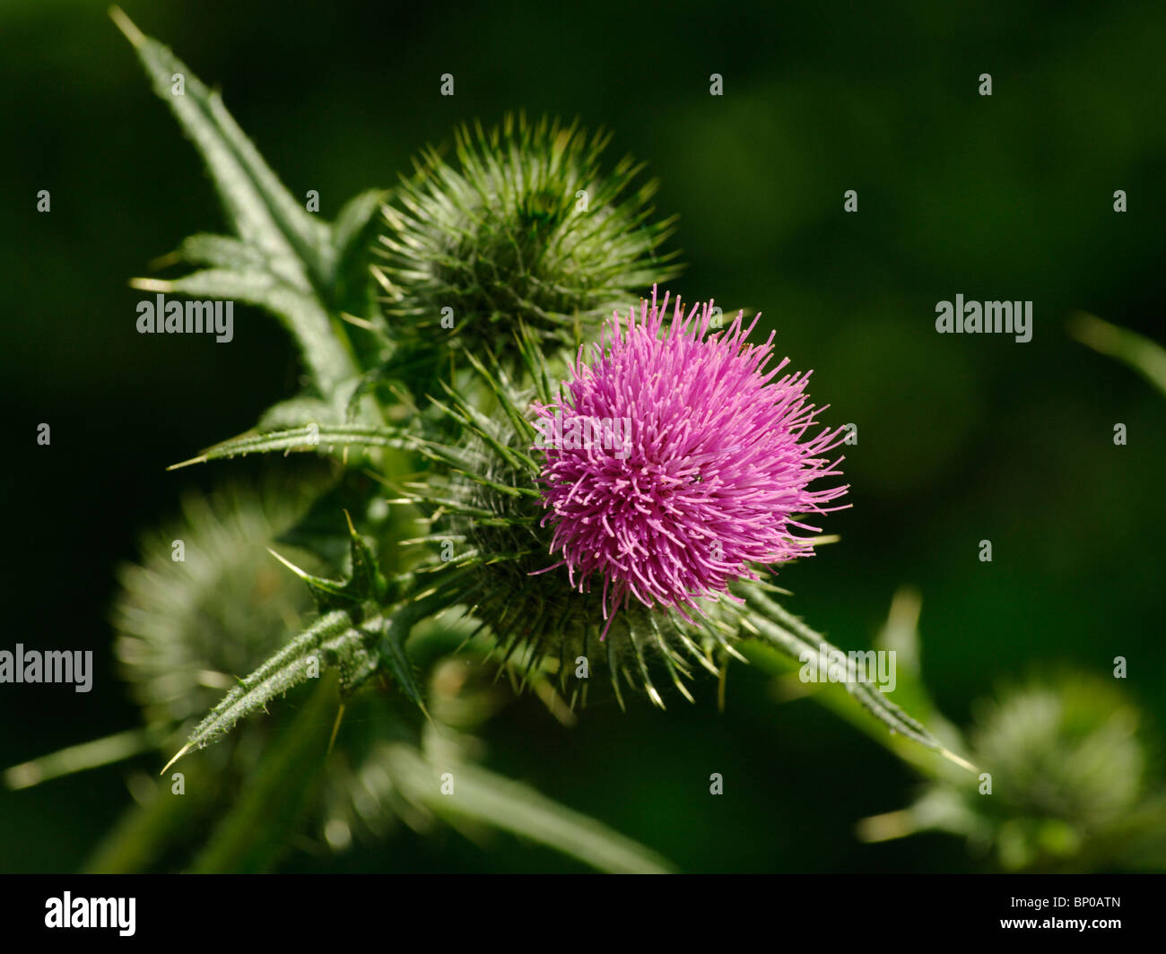 Bloom thistle in summer hi-res stock photography and images - Alamy