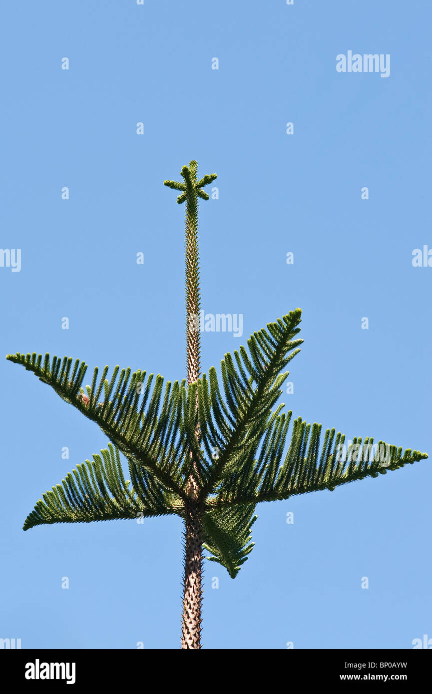 Monkey puzzle tree cornwall hi-res stock photography and images - Alamy