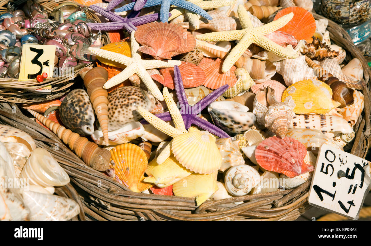 Sale shells hi-res stock photography and images - Alamy