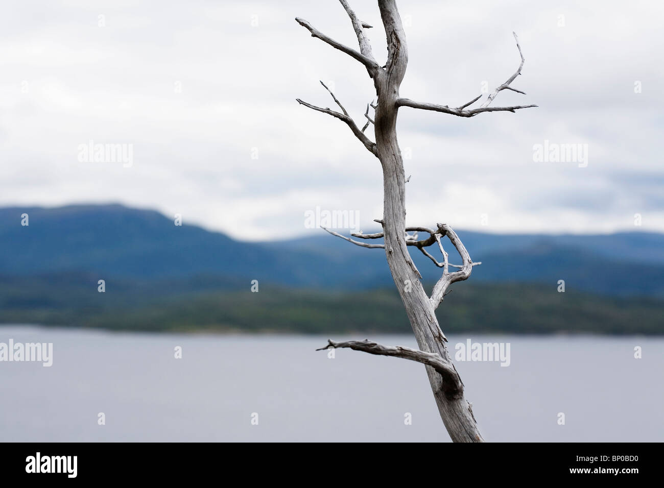 Silver tree hi-res stock photography and images - Alamy