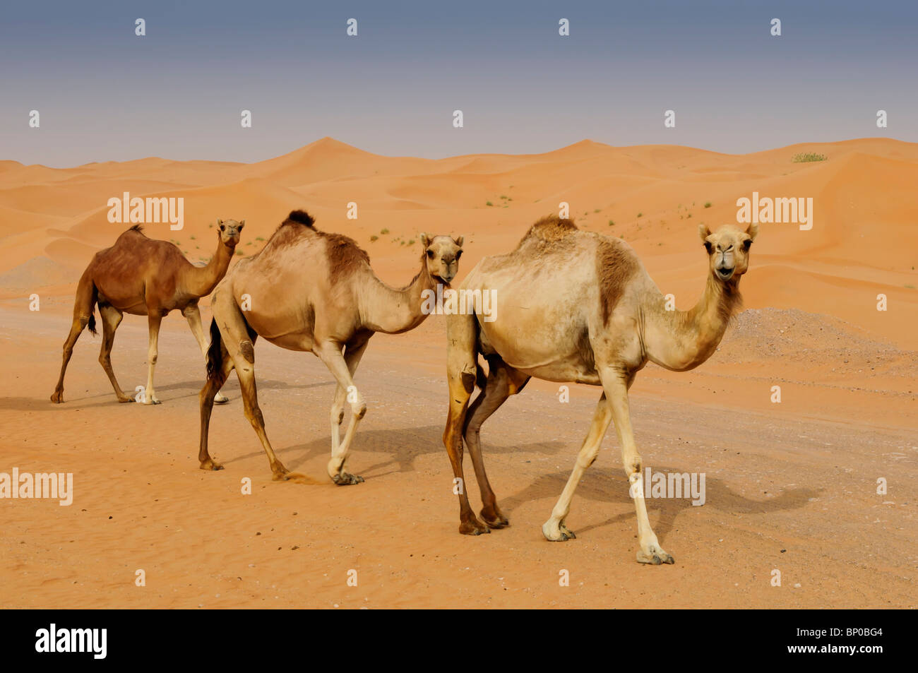 Camels in a Dubai Camel Farm Stock Photo - Alamy