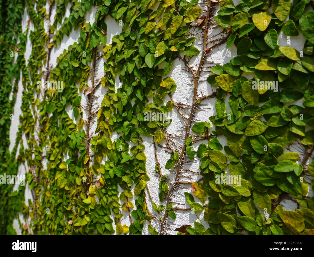 Ivy plant on Koh Samui island, Thailand (detail Stock Photo - Alamy