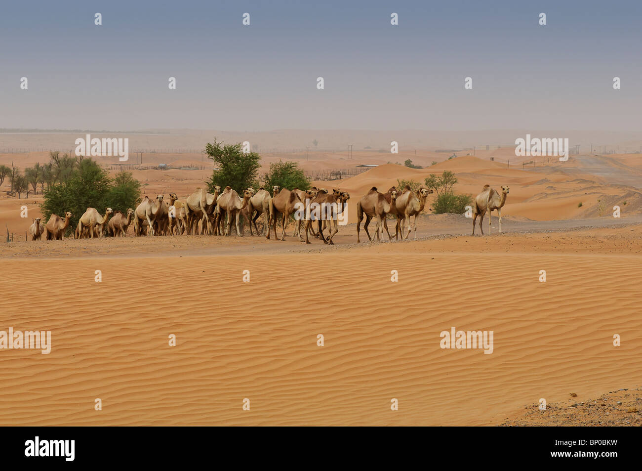 Camels in a Dubai Camel Farm Stock Photo - Alamy