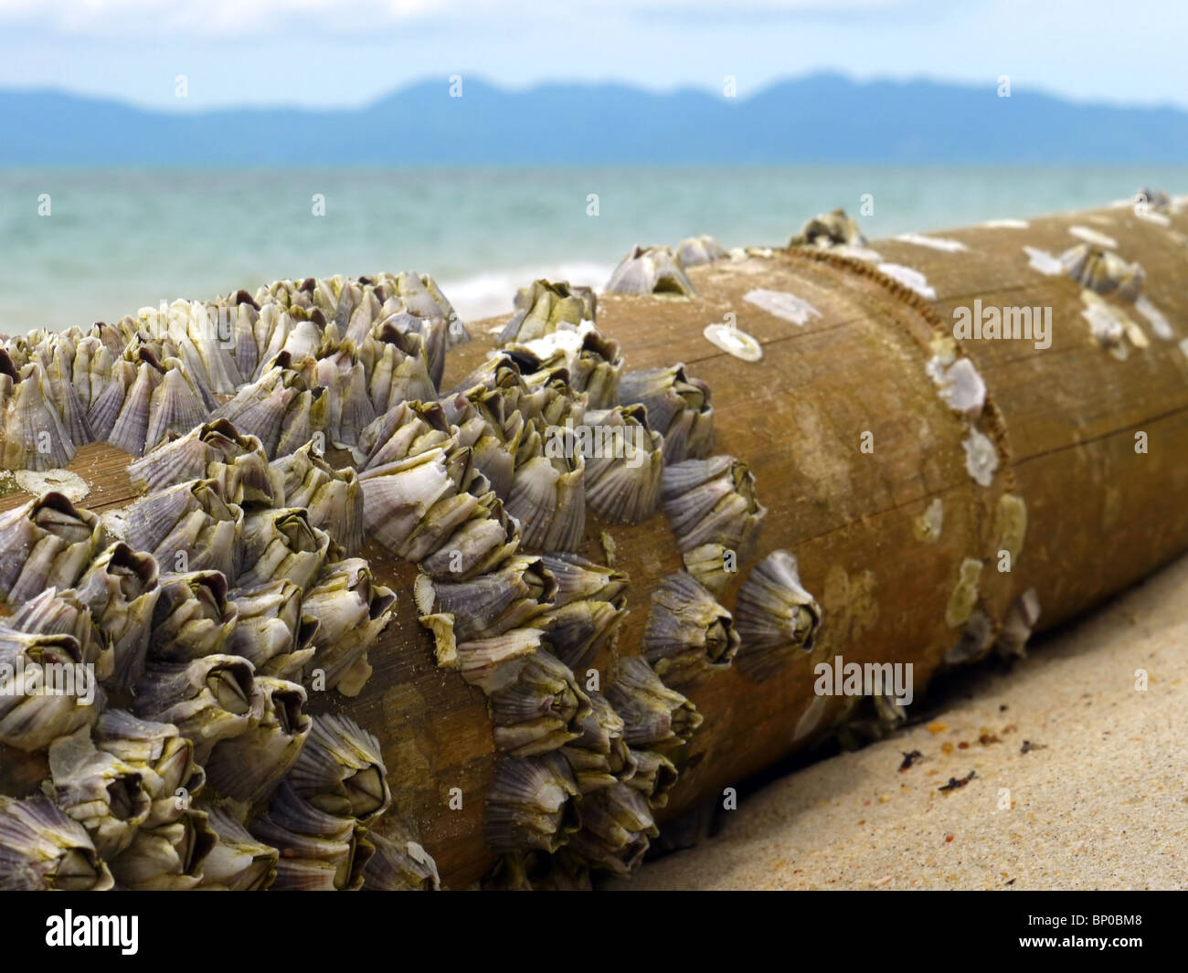 Is covered with shells hi-res stock photography and images - Alamy