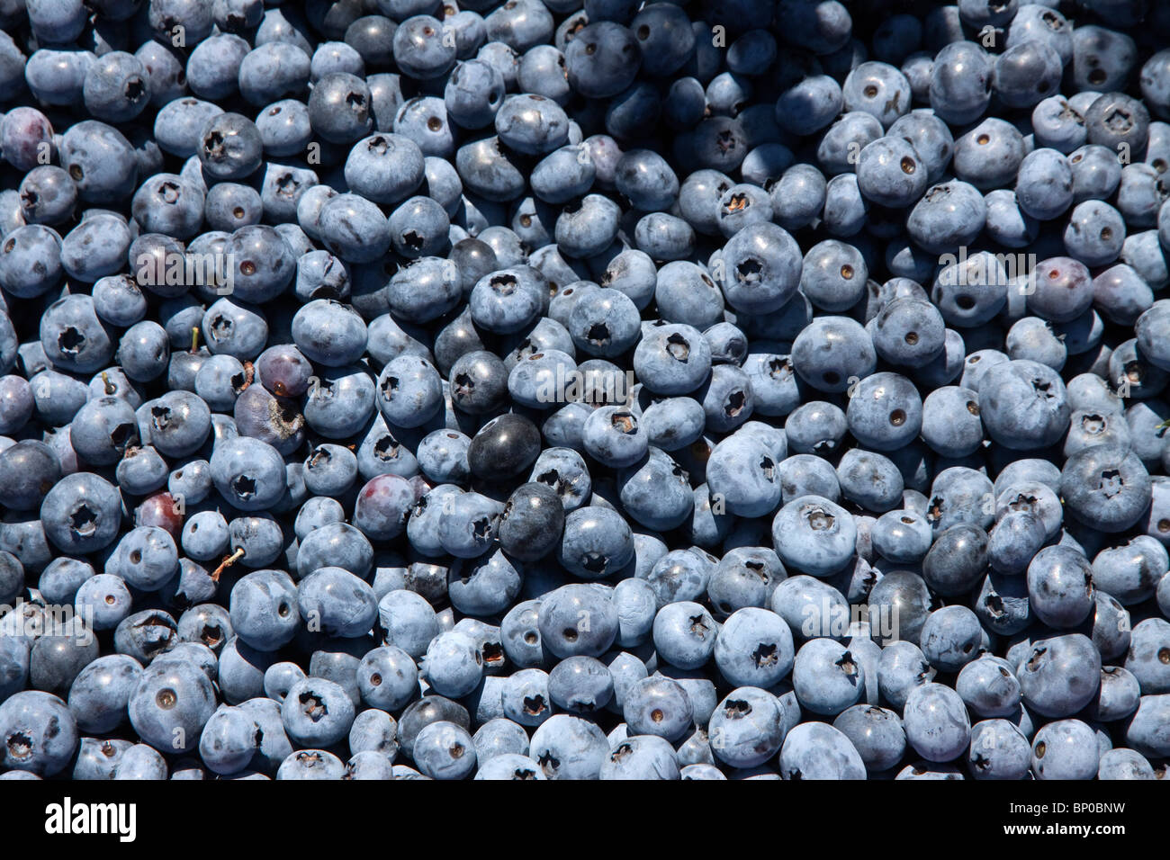 Freshly picked blueberries Michigan USA Stock Photo - Alamy