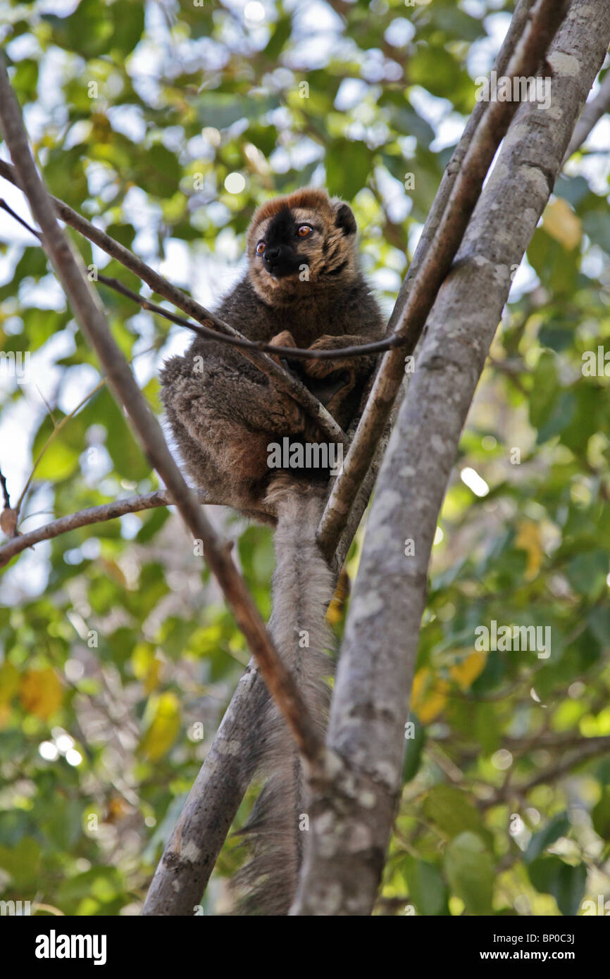Alert Red-fronted Lemur, aka Red-fronted Brown Lemur, Eulemur rufifrons ...