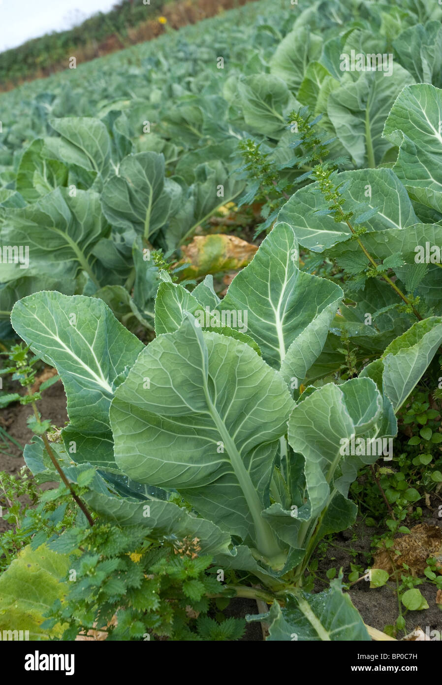 a field of organic cabbages, growing on a small farm in Cornwall Stock ...