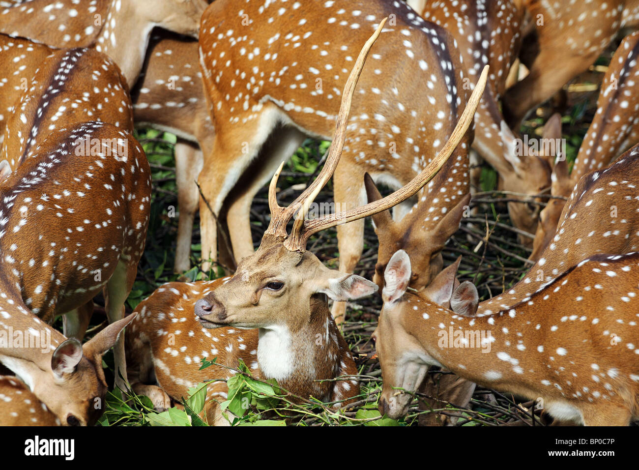 The chital or cheetal (Axis axis) also known as chital deer Stock Photo ...