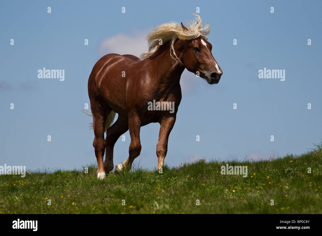 brown horse (stallion) running about the pasture Stock Photo - Alamy