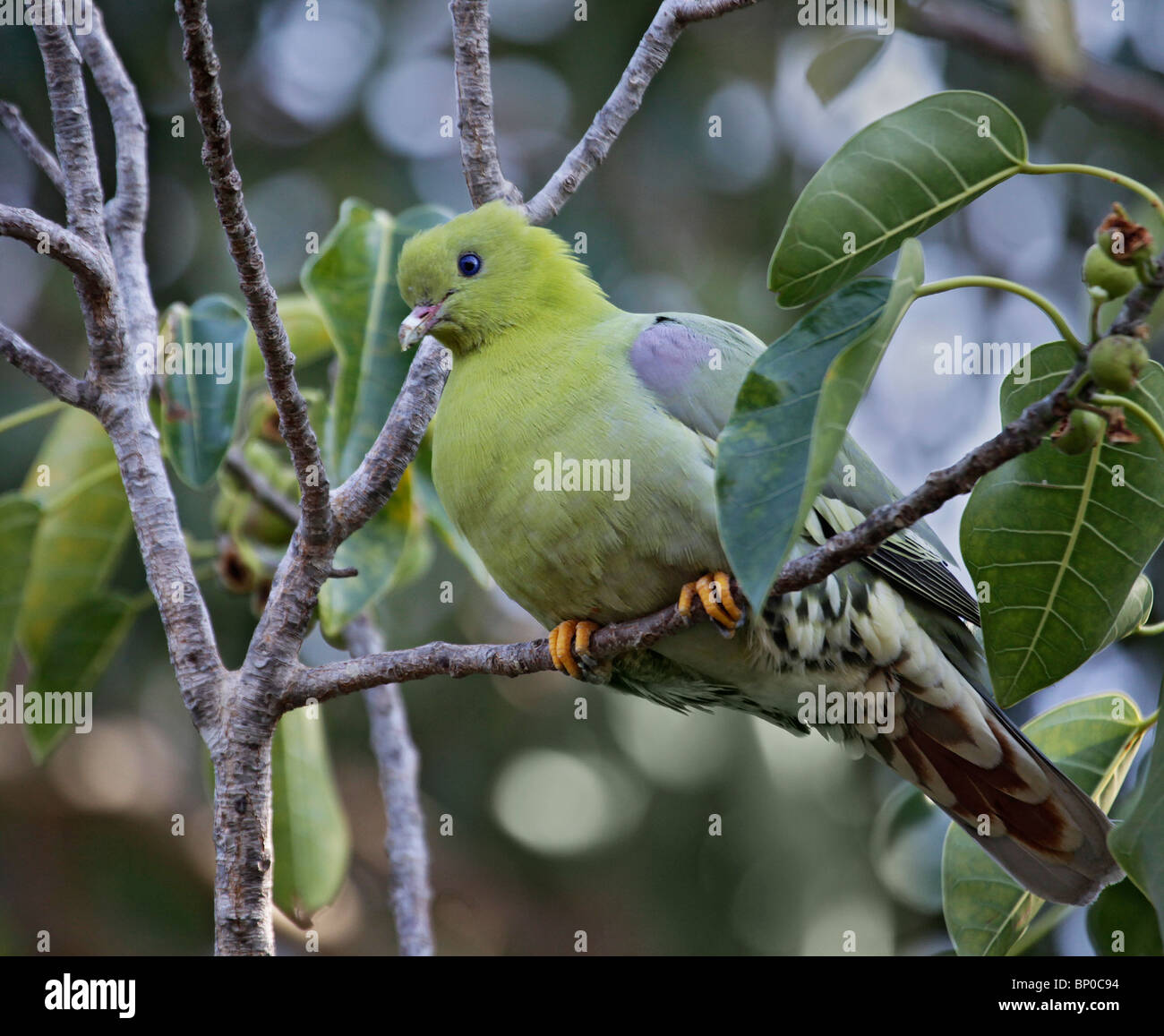 Madagascar green pigeon hi-res stock photography and images - Alamy