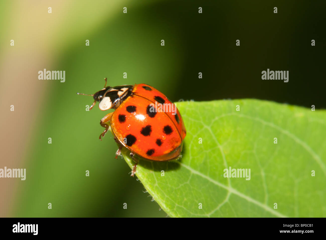 Multicolored asian lady beetle hi-res stock photography and images - Alamy