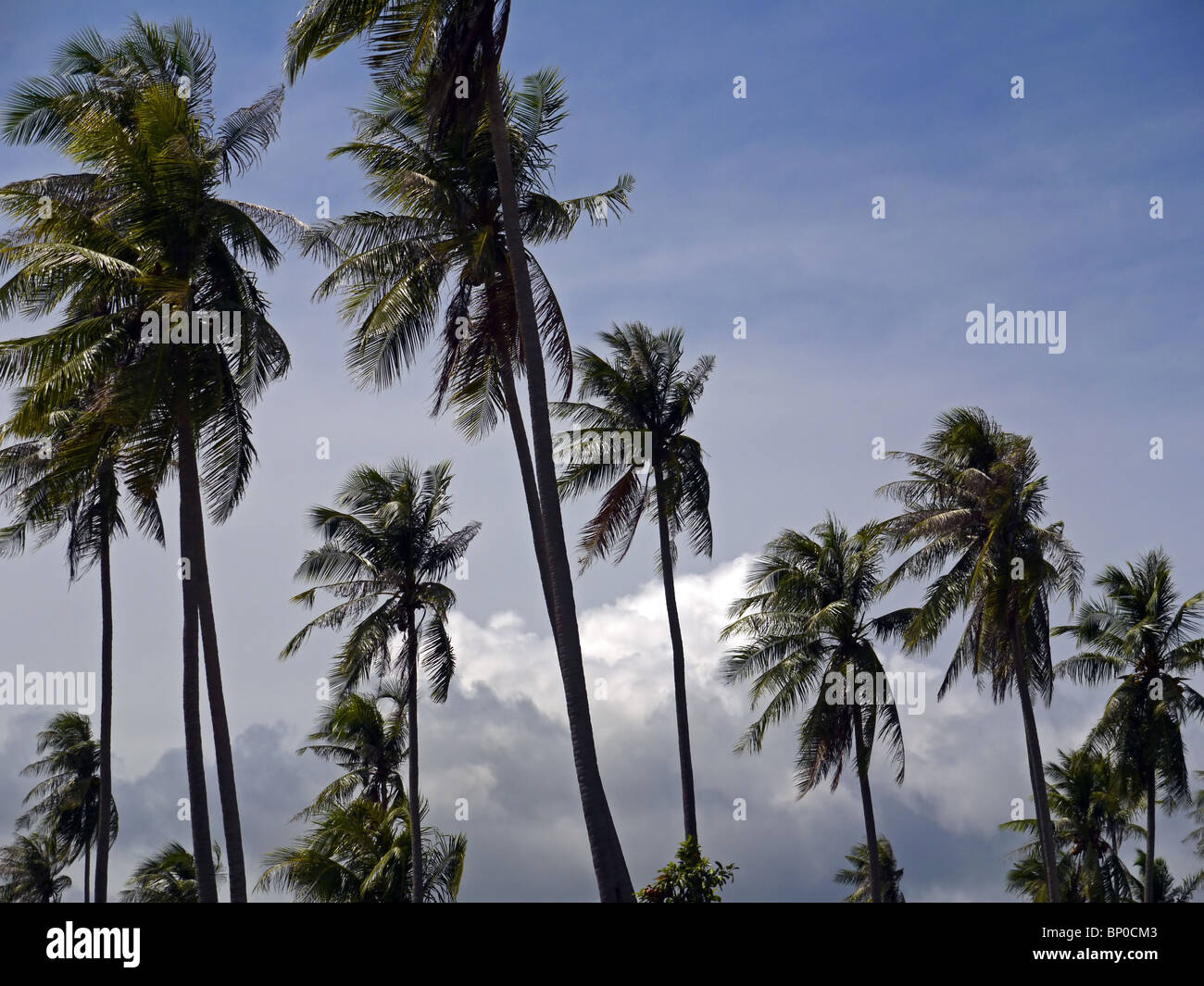 Coconut palms on Koh Samui island, Thailand (detail Stock Photo - Alamy