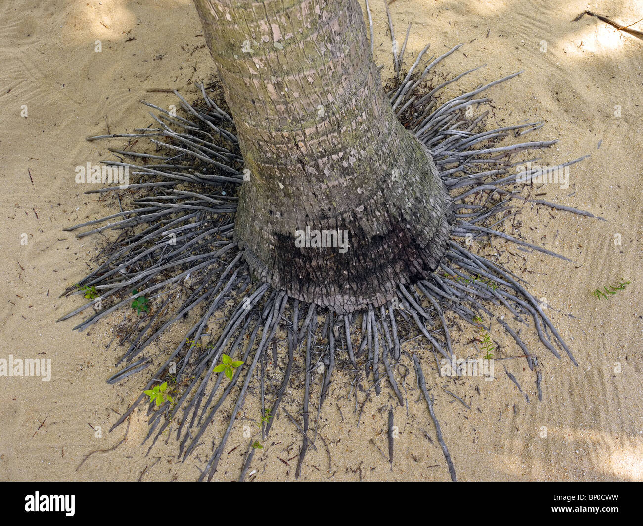 Roots horizontal root system hi-res stock photography and images - Alamy