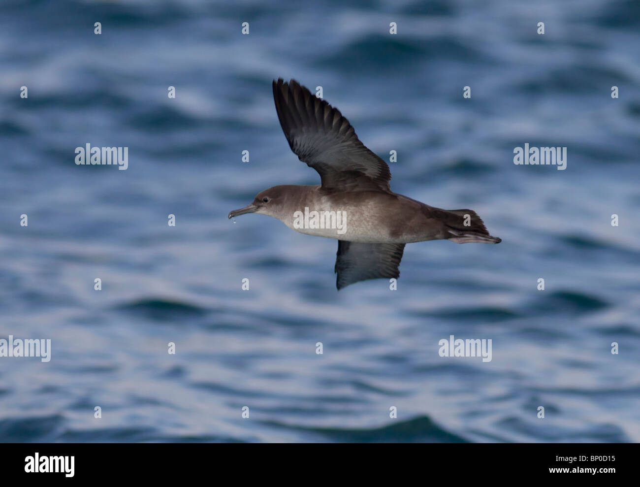 Balearic Shearwater Puffinus mauretanicus in flight over the sea Dorset ...