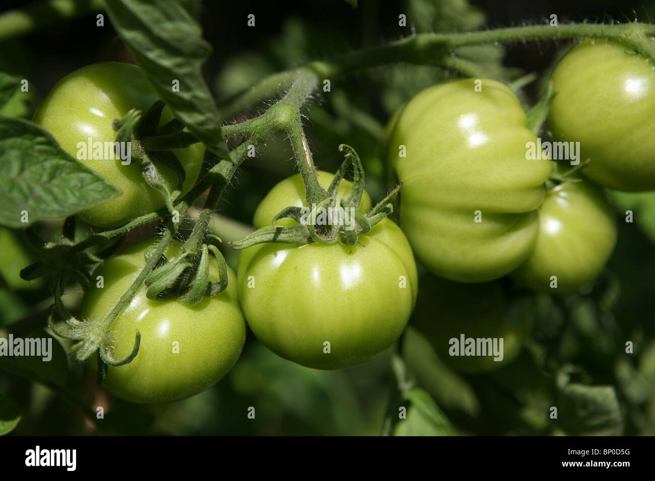 Green tomatoes on vine, growing outside Stock Photo - Alamy