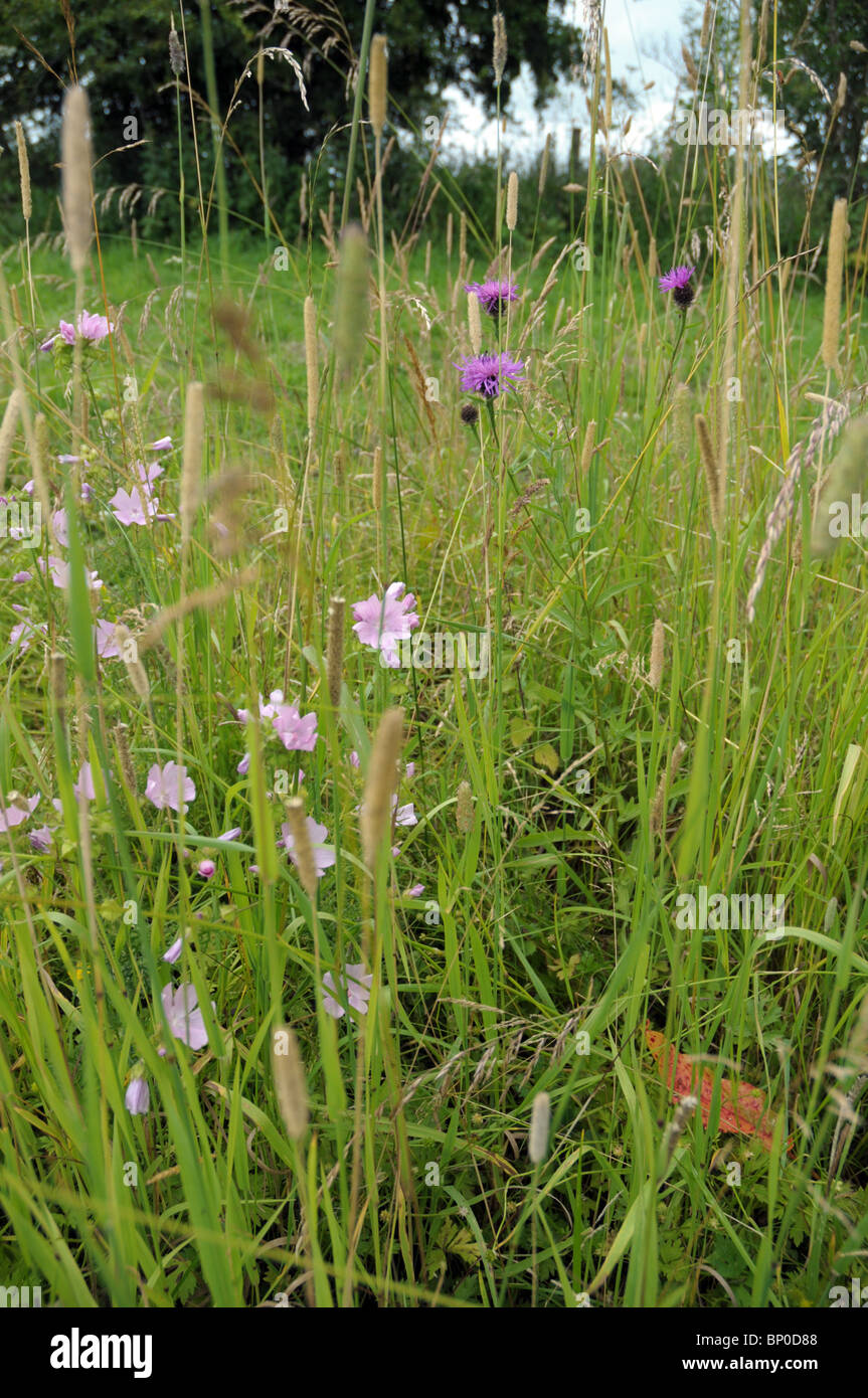 Low level flowers hi-res stock photography and images - Alamy