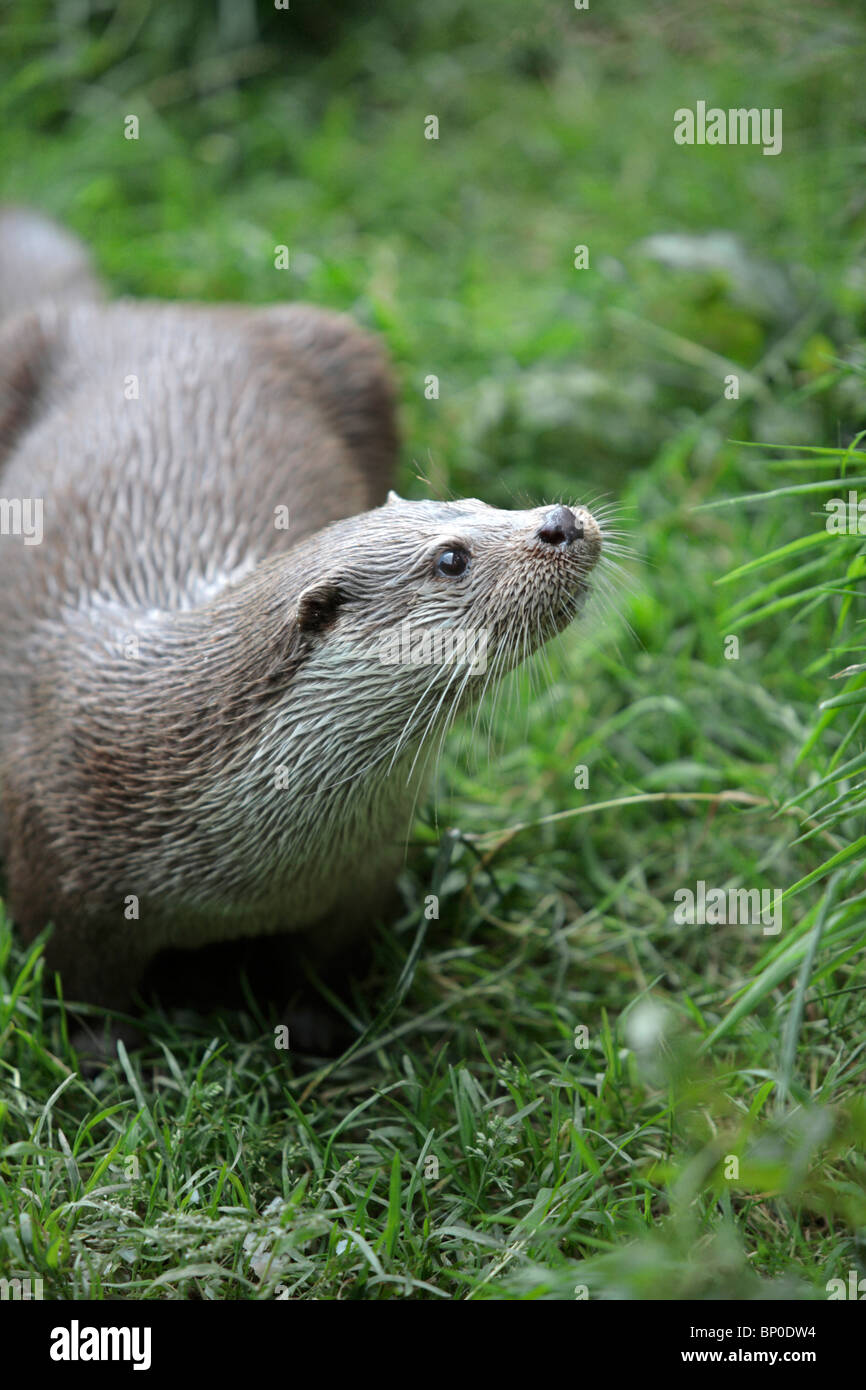 England, Cornwall, Tamar Otter & Wildlife Centre. European otter in a ...
